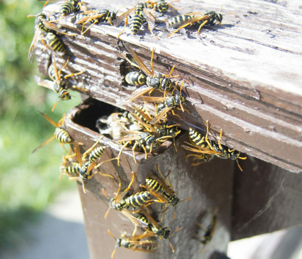 Pro-Tech Extermination | Wasps